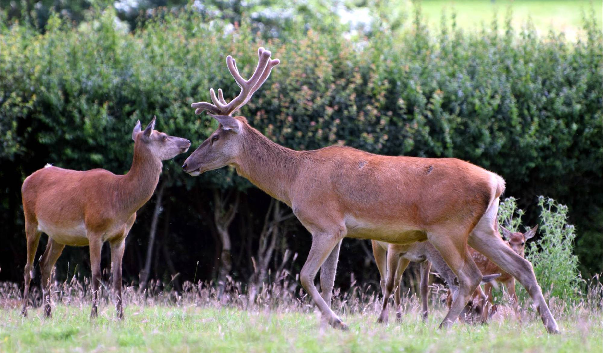 Home [www.bisonfarm.co.uk]